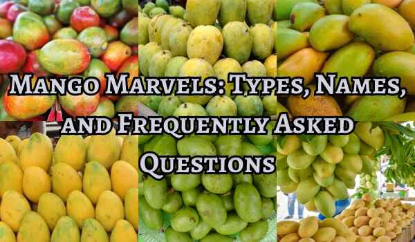 Mango Marvels: Types, Names, and Frequently Asked Questions